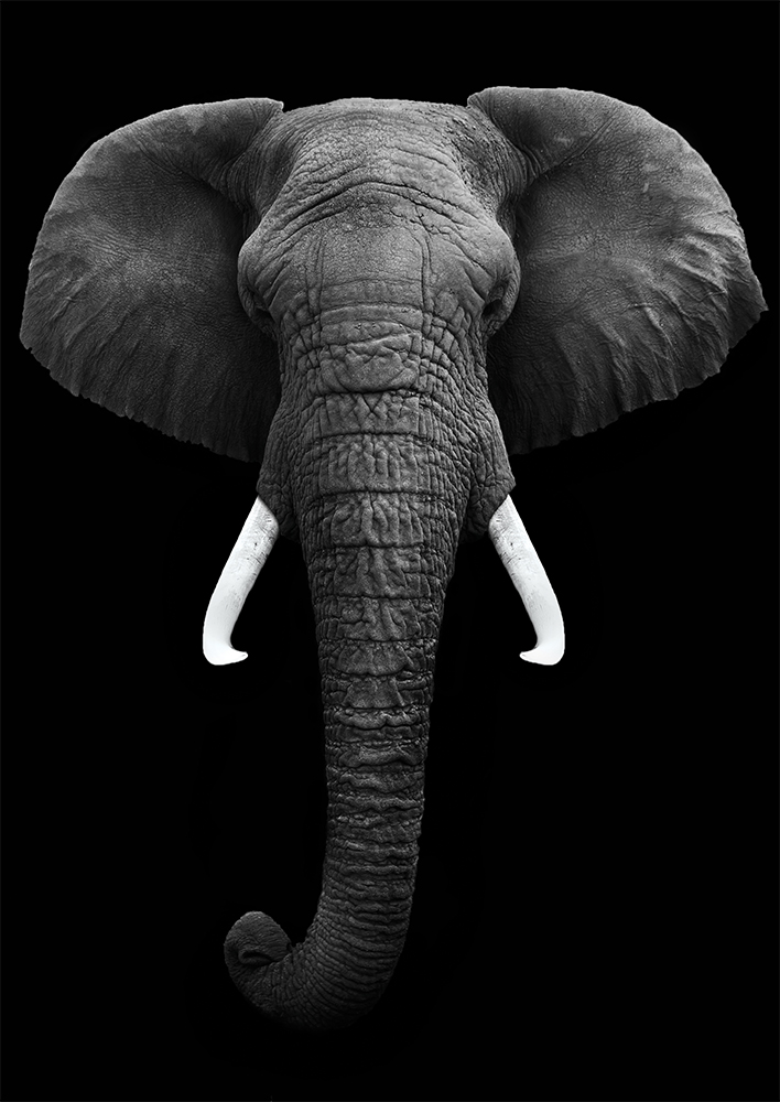 Elephant Schobbejak